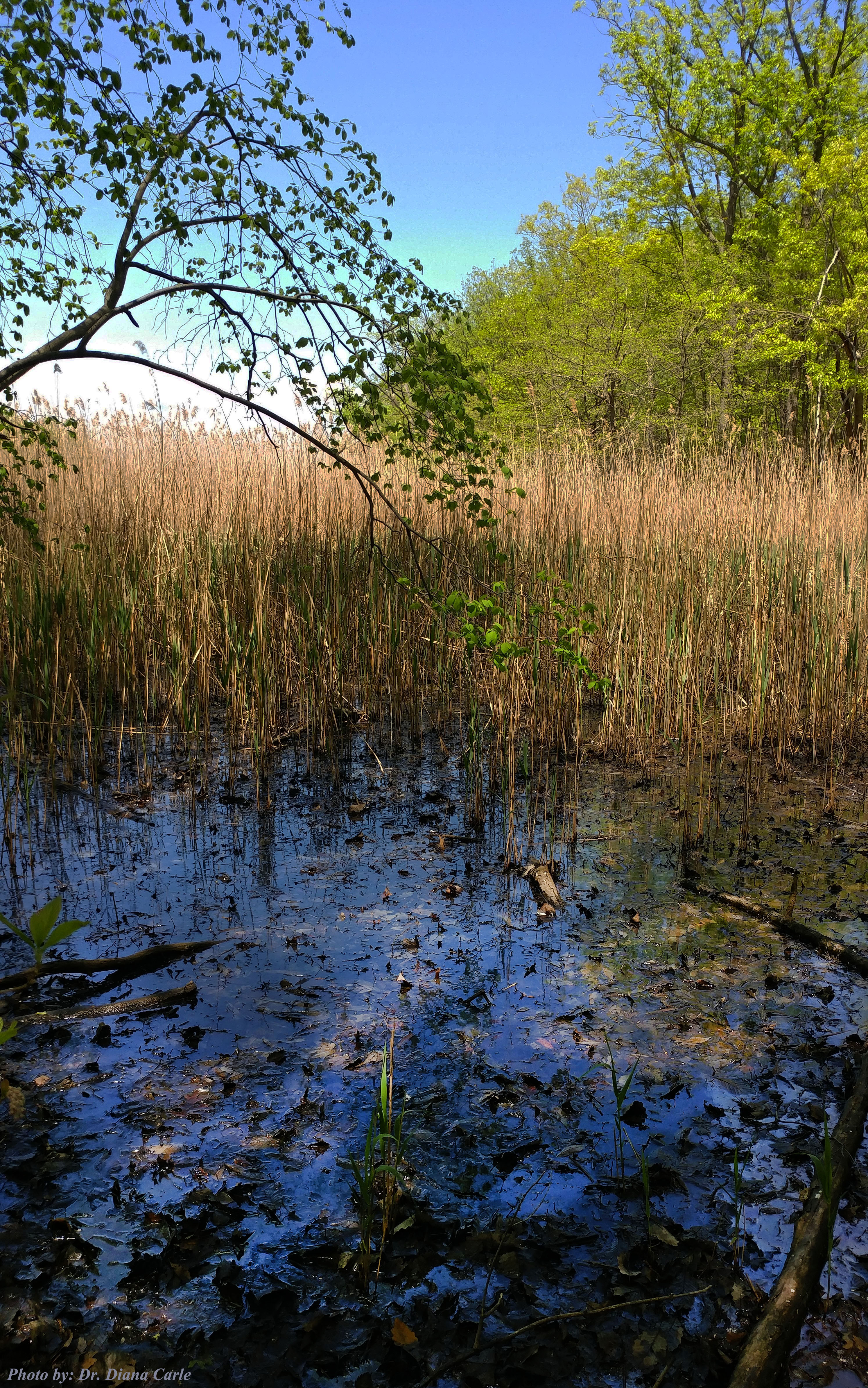 Central NJ Salt Marsh Habitat – Diana Carle, PhD
