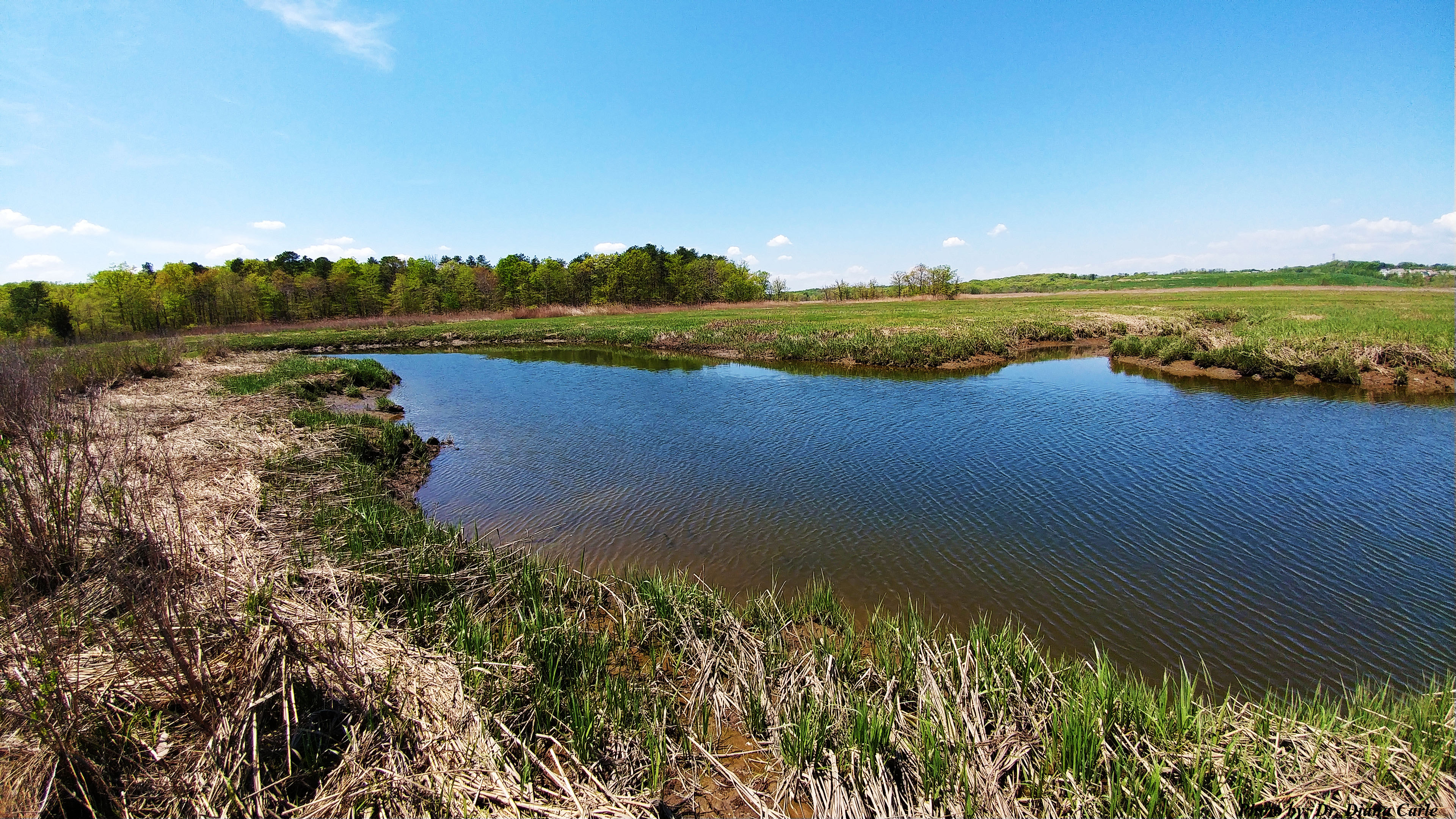 Central NJ Salt Marsh Habitat – Diana Carle, PhD
