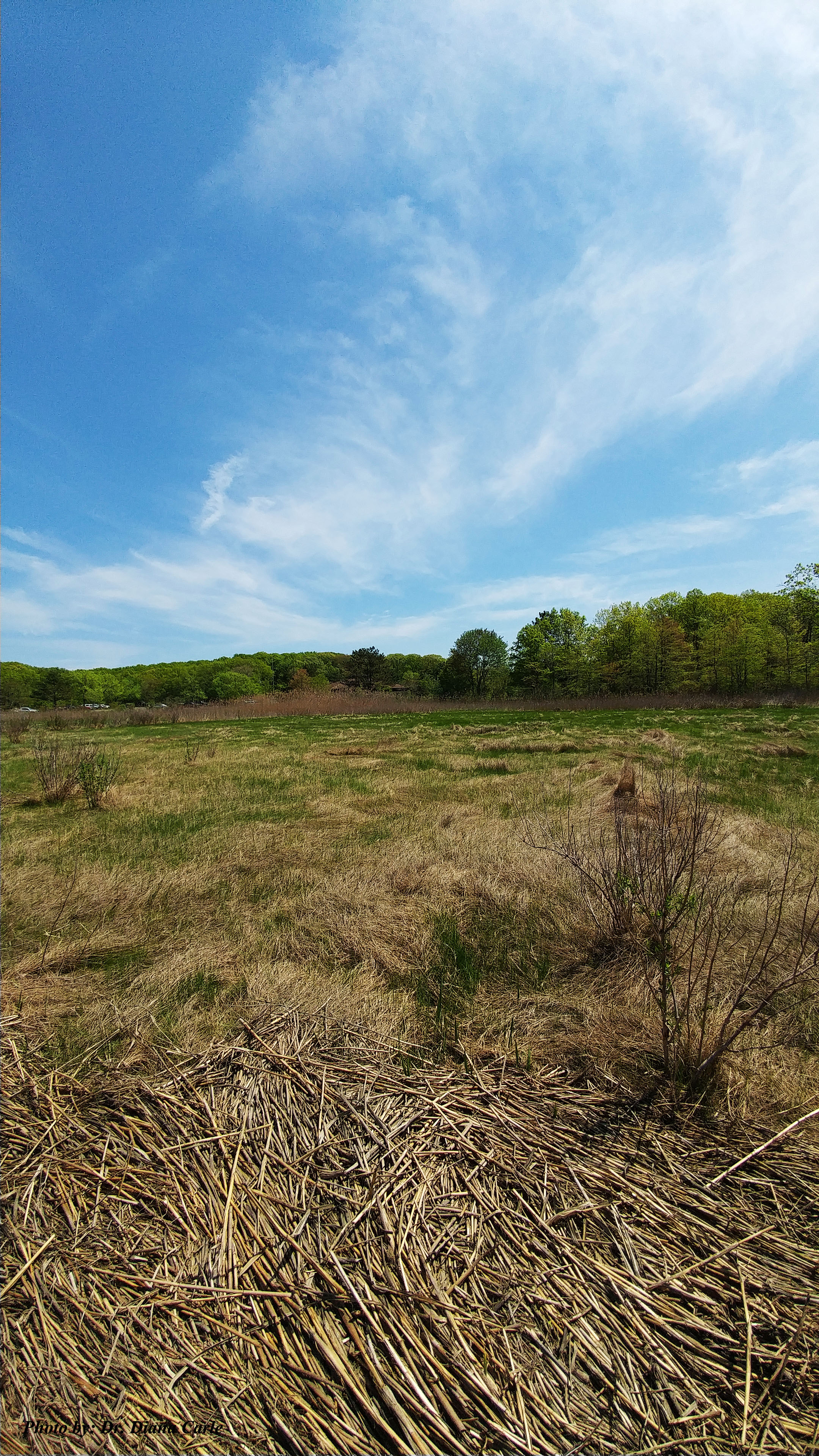 Central NJ Salt Marsh Habitat – Diana Carle, PhD