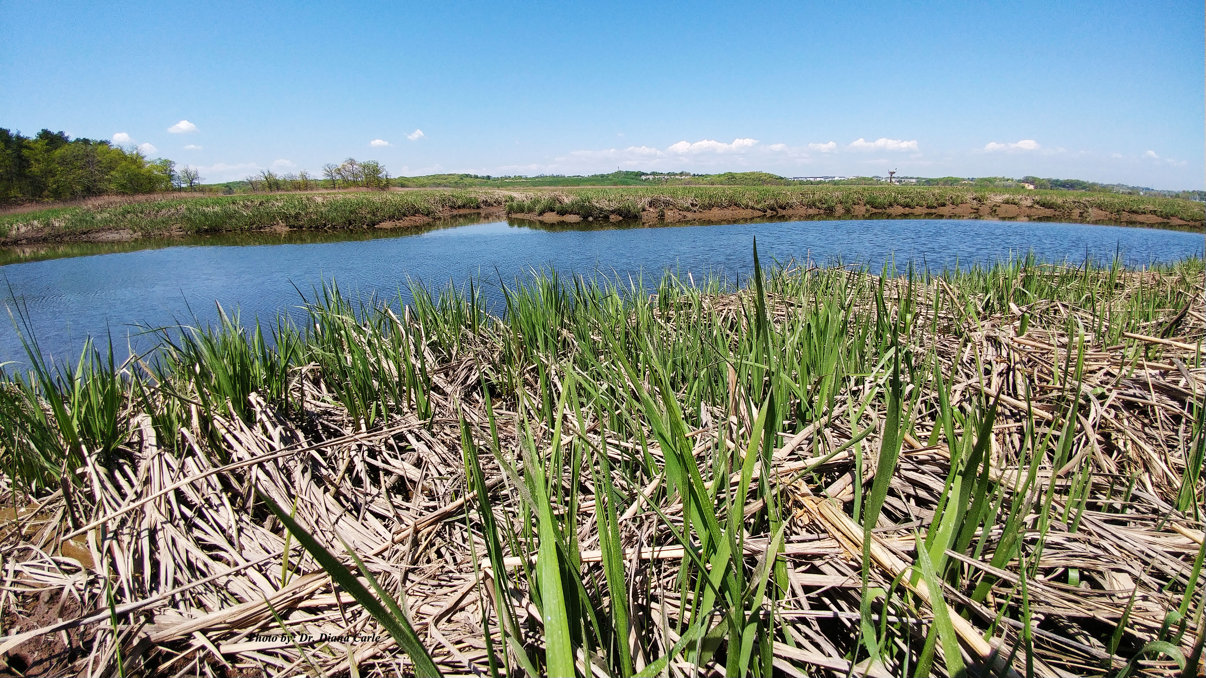 Central NJ Salt Marsh Habitat – Diana Carle, PhD