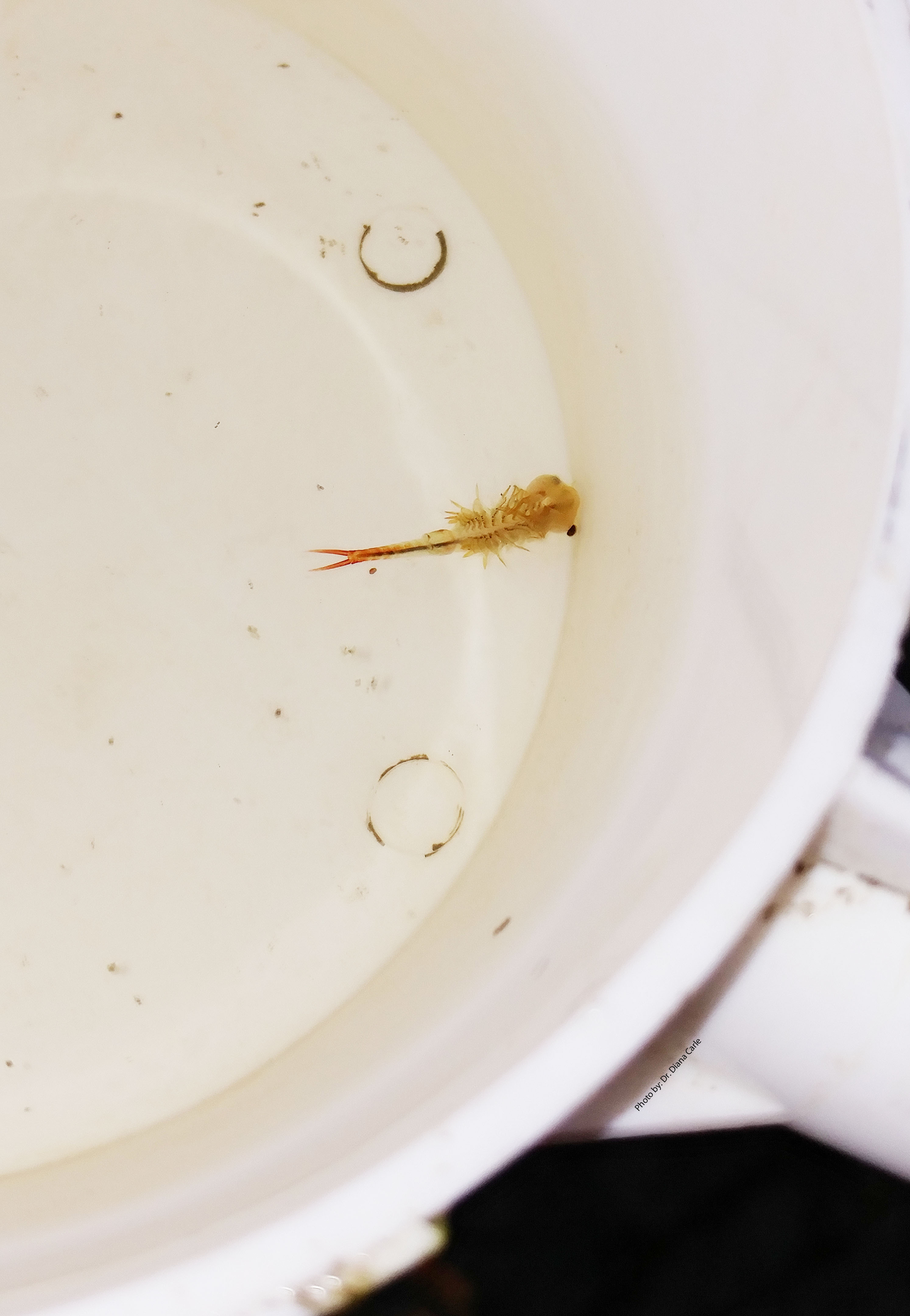 Snow Pool Mosquito Habitat – Diana Carle, PhD
