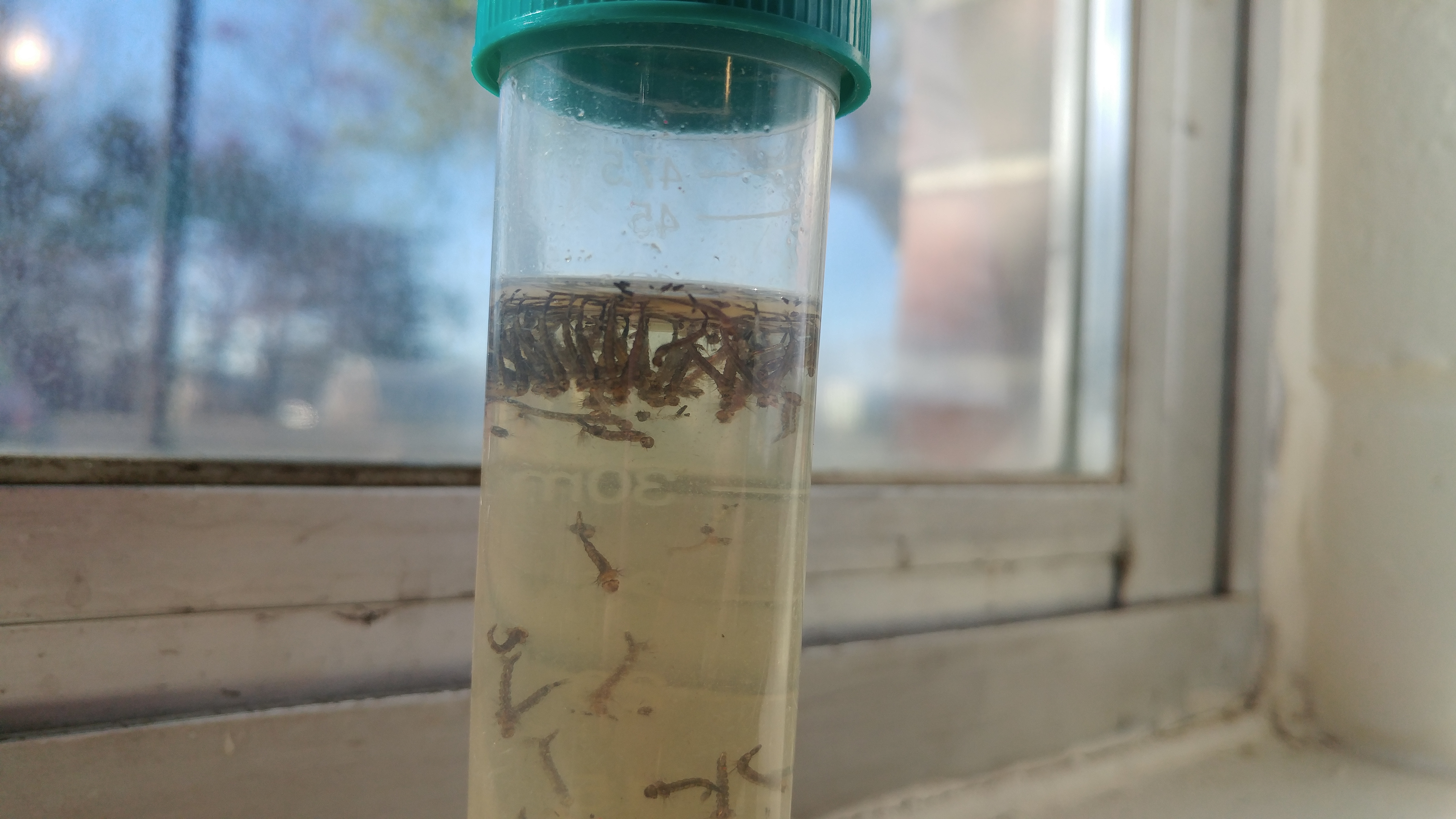 Snow Pool Mosquito Habitat – Diana Carle, PhD