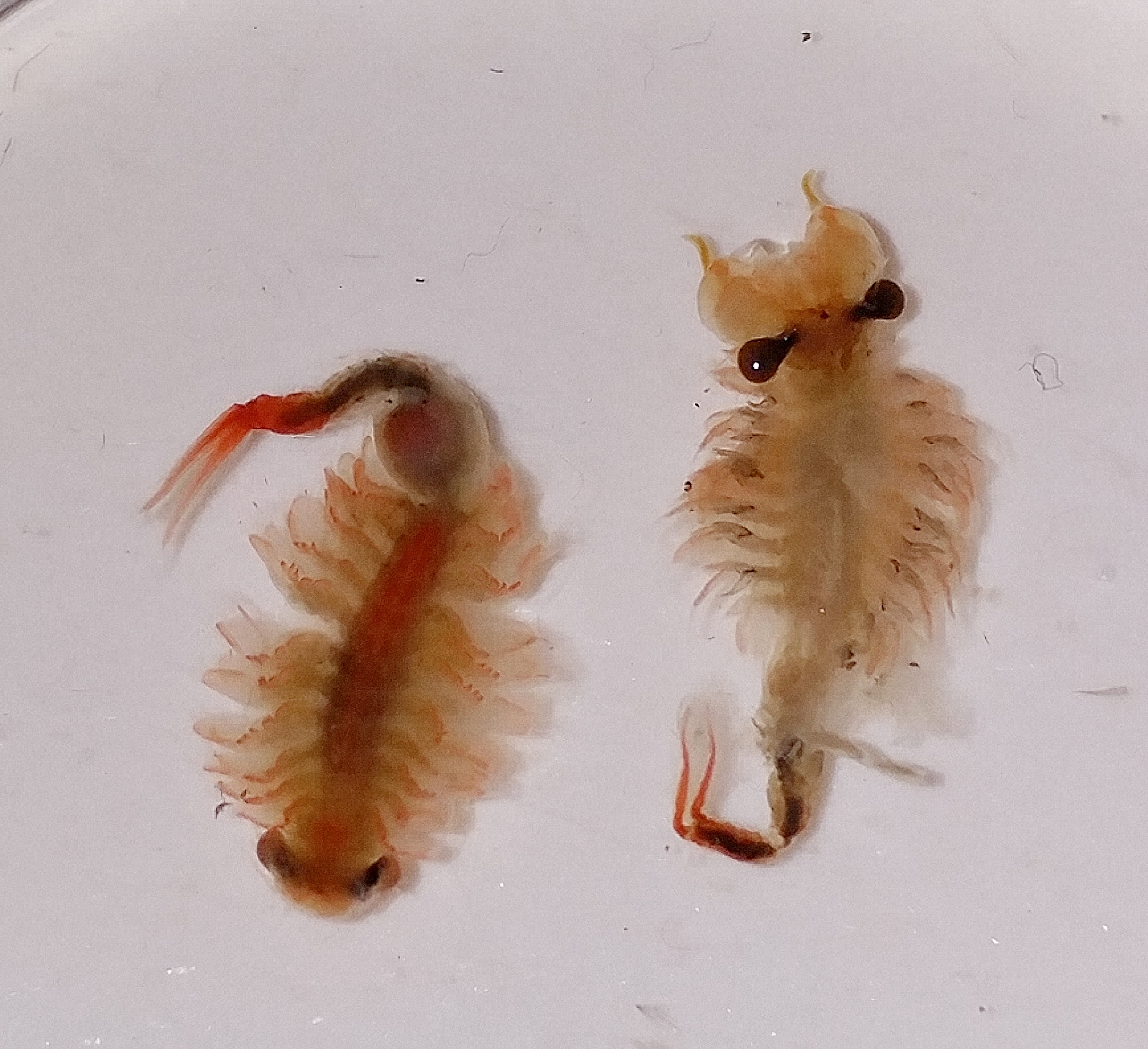 Snow Pool Mosquito Habitat – Diana Carle, PhD