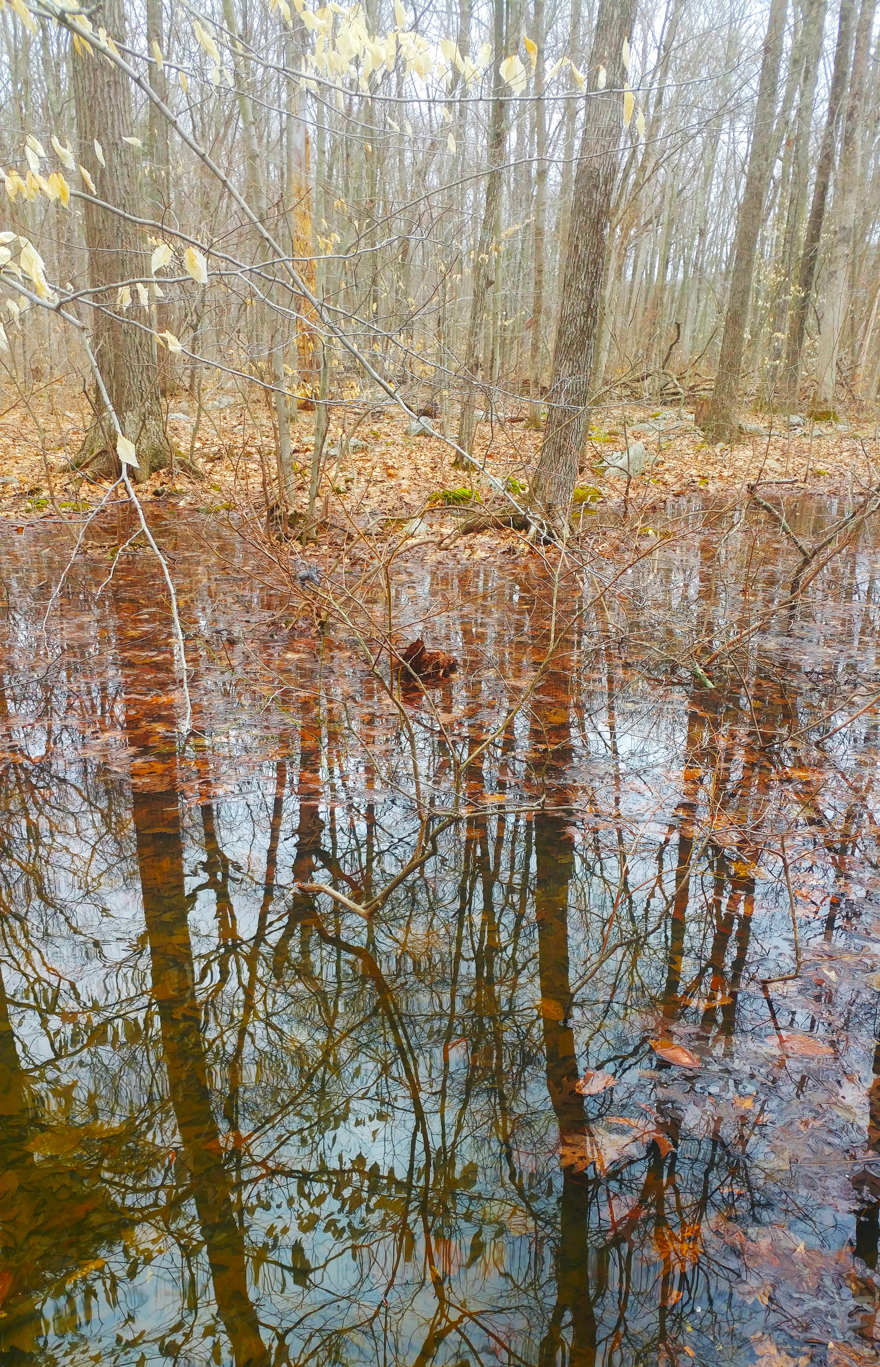 Snow Pool Mosquito Habitat – Diana Carle, PhD