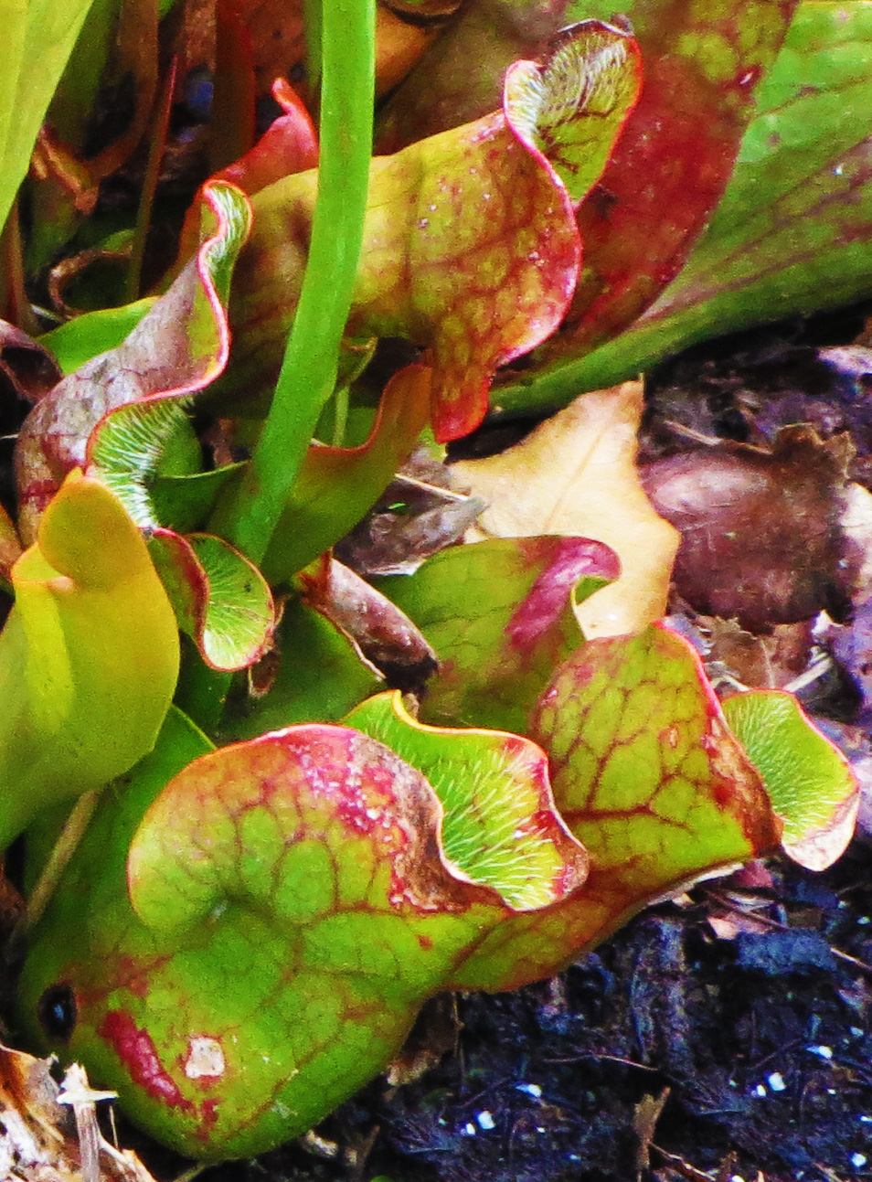 Pitcher Plant Habitat – Diana Carle, PhD
