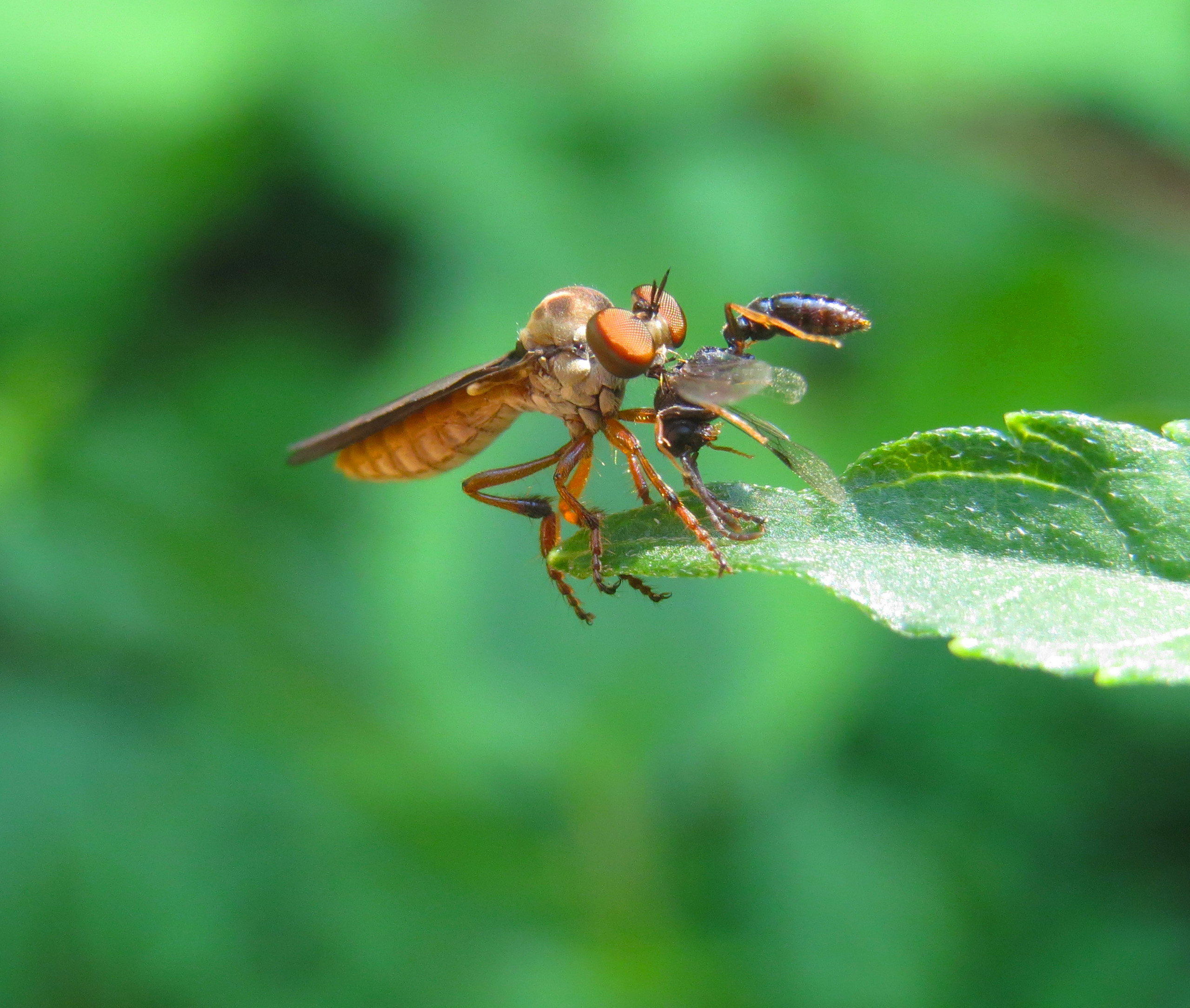 Community Outreach: Reducing Mosquito Populations Without Pesticides ...