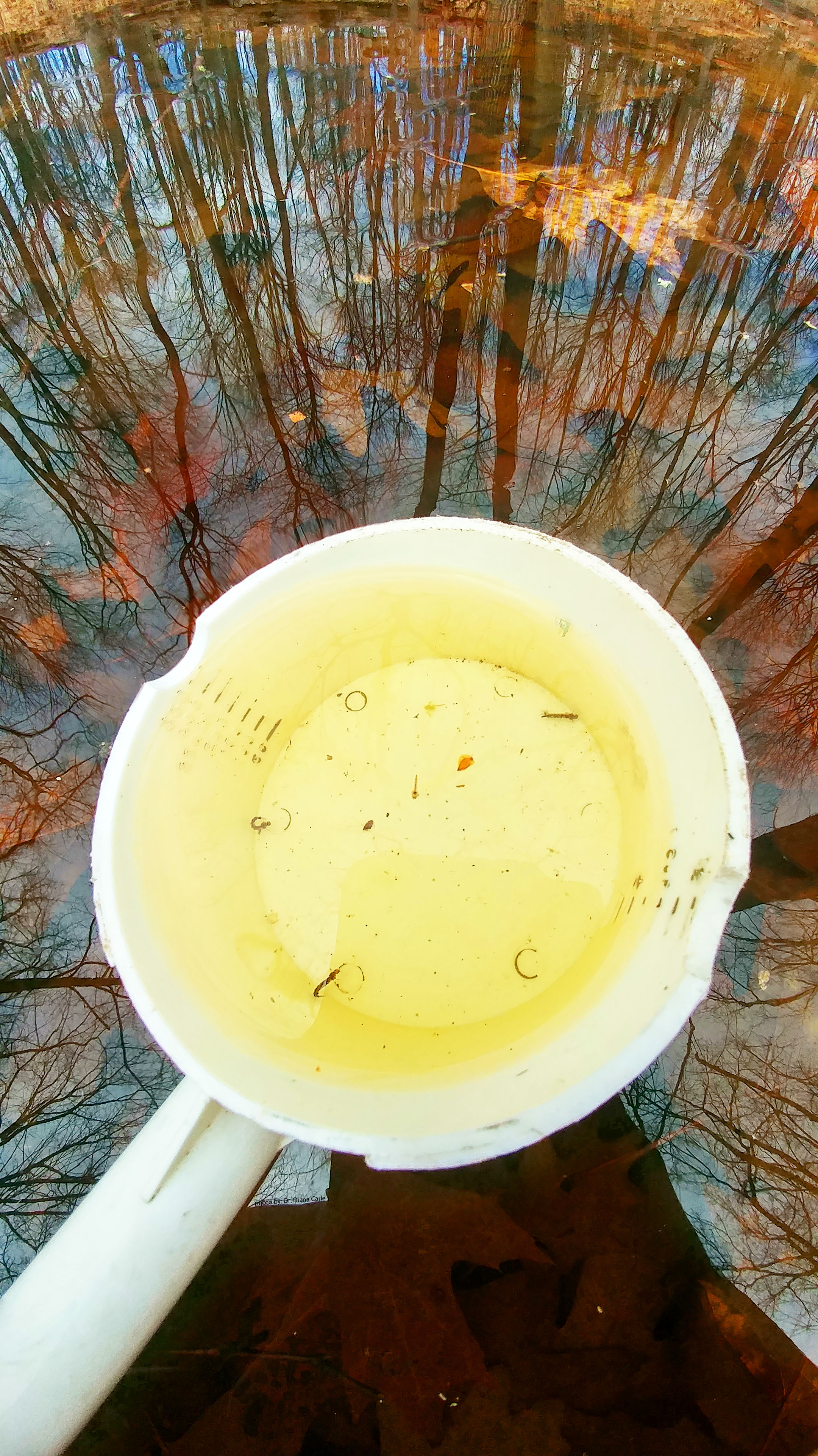 Snow Pool Mosquito Habitat – Diana Carle, PhD