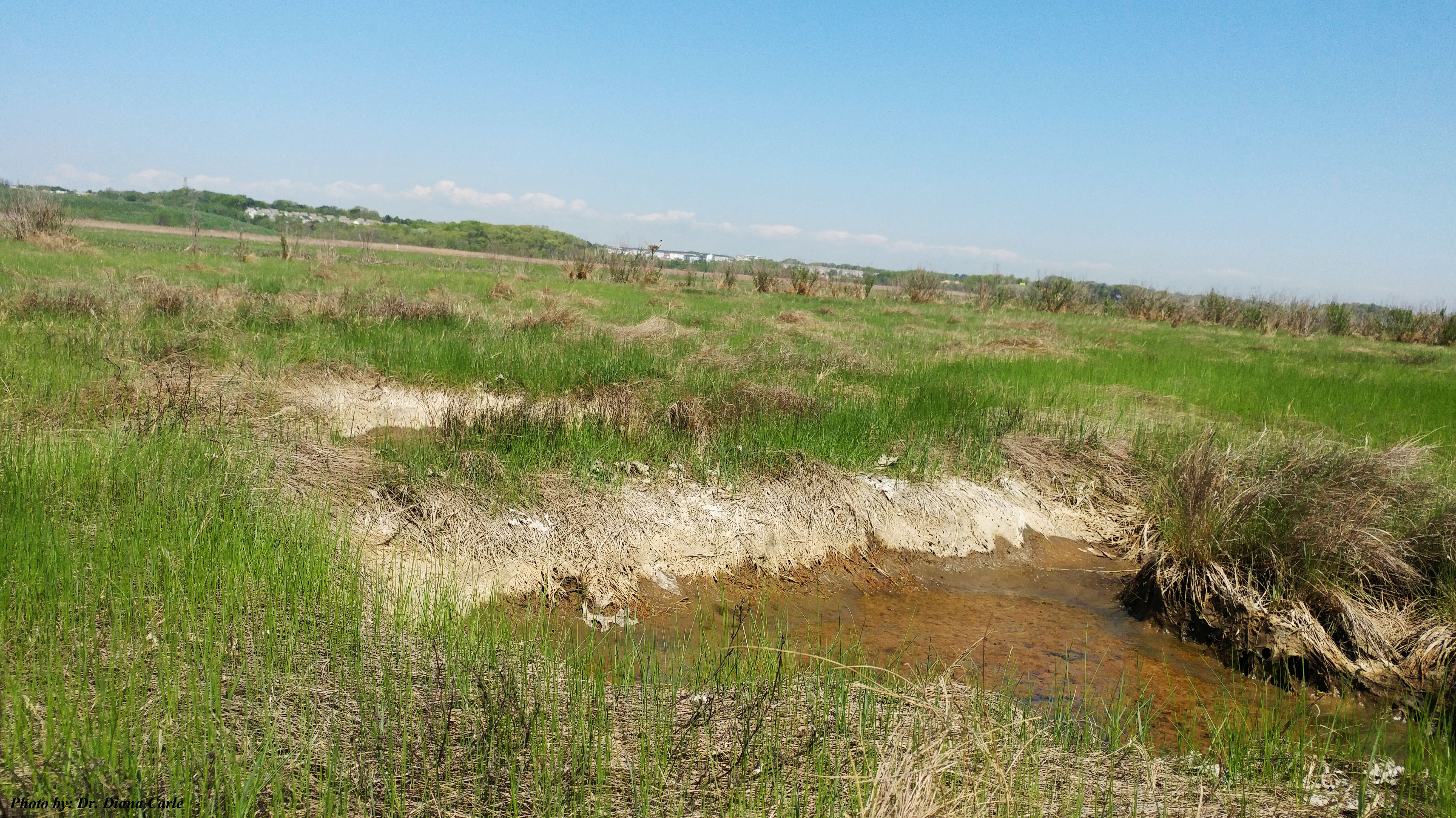 Central NJ Salt Marsh Habitat – Diana Carle, PhD
