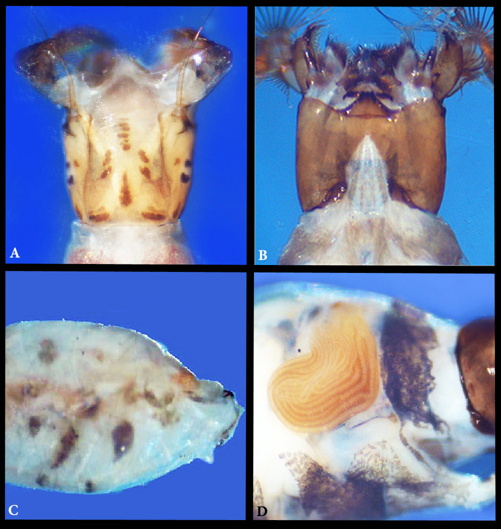 Biodiversity of New Jersey Black Flies – Diana Carle, PhD