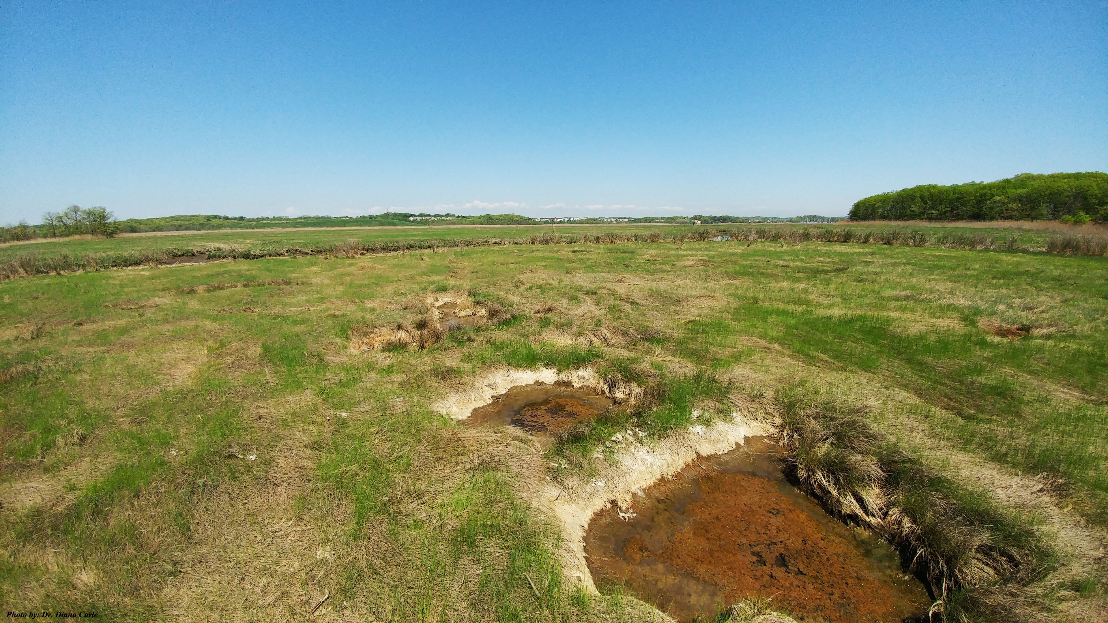 Central NJ Salt Marsh Habitat – Diana Carle, PhD