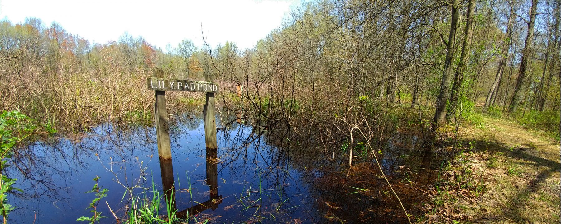 Permanent Pond Habitats – Diana Carle, PhD