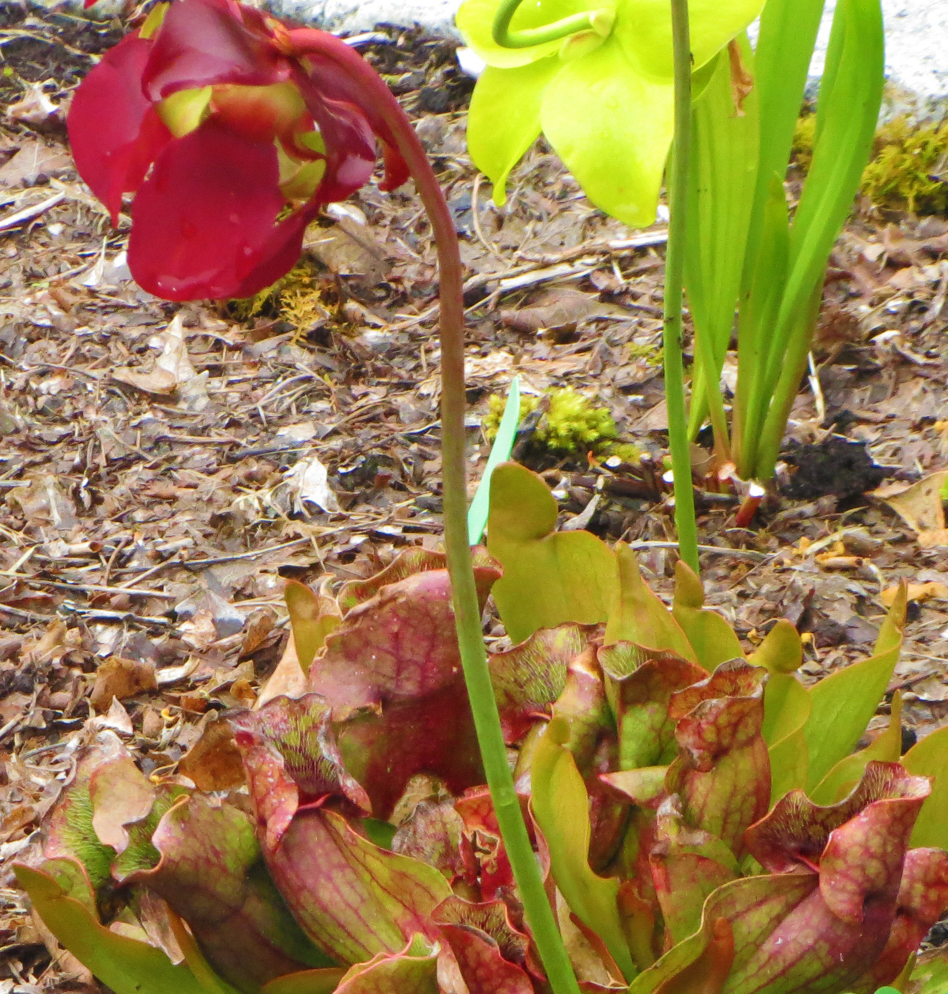 Pitcher Plant Habitat – Diana Carle, PhD